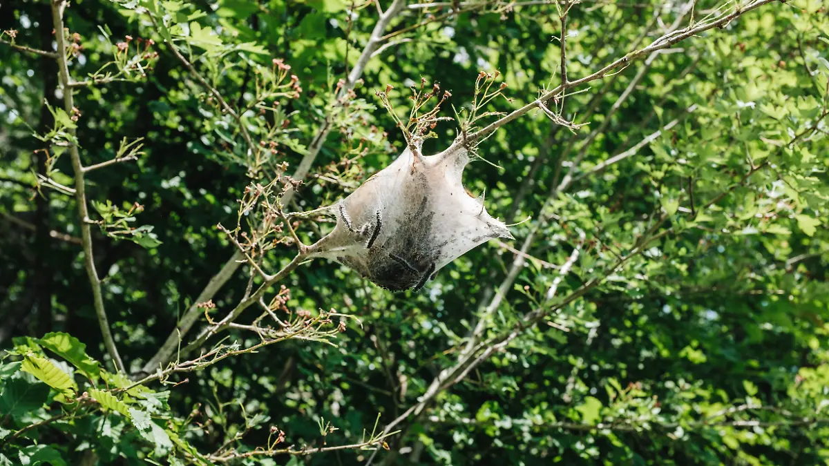 Eichenprozessionsspinner: Lebensgefahr für Hunde! Bei diesen Symptomen SOFORT zum Tierarzt