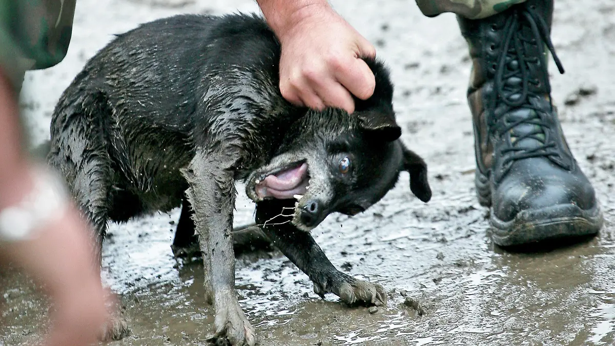 Streuner in Rumänien: Straßenhunde leben ständig in Gefahr