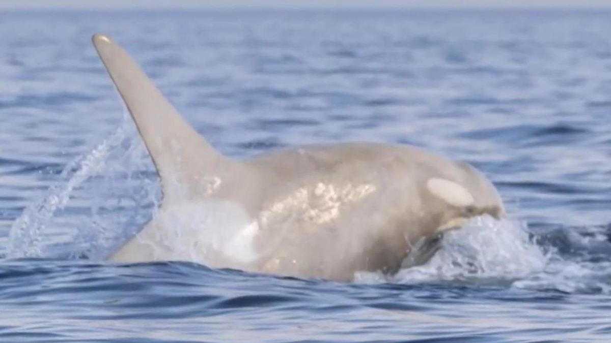 Weißer Orca entdeckt! Fotograf gelingt Video vom seltenen Killerwal ...