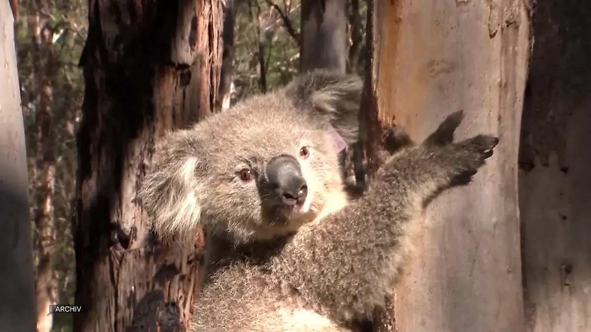 Seilbahn-Drama bei Neapel: Vier Urlauber tot – Staatsanwaltschaft sucht nach Ursache