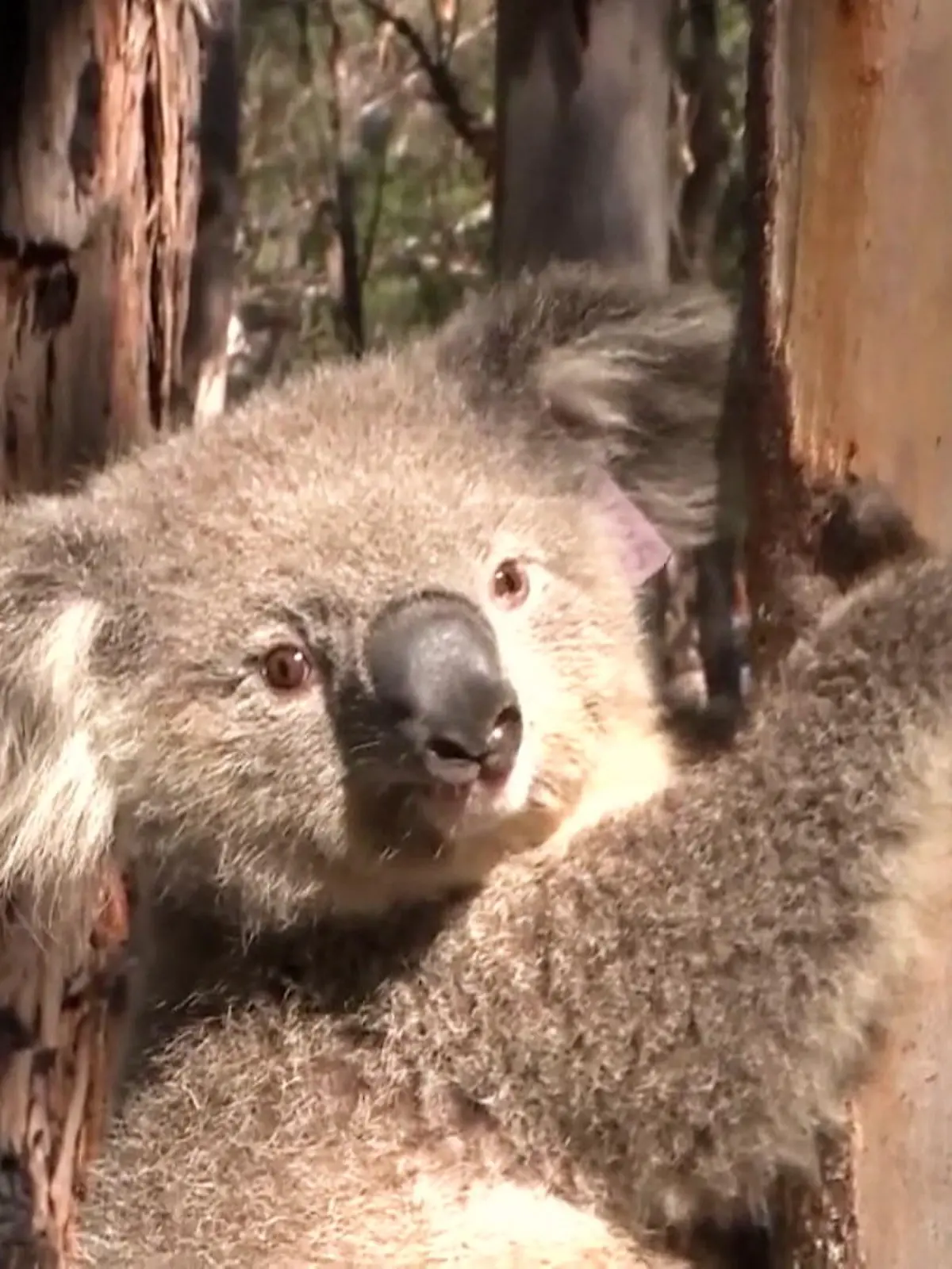 „Rambo Zambo“ mit der CDU: Raab macht Merz mit „Was ist Bubatz?“-Song zum Popstar