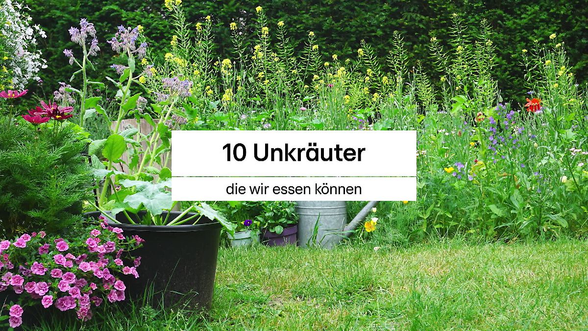 Unkraut im Garten loswerden? Warum?: Diese 10 wilden Pflanzen sind ...