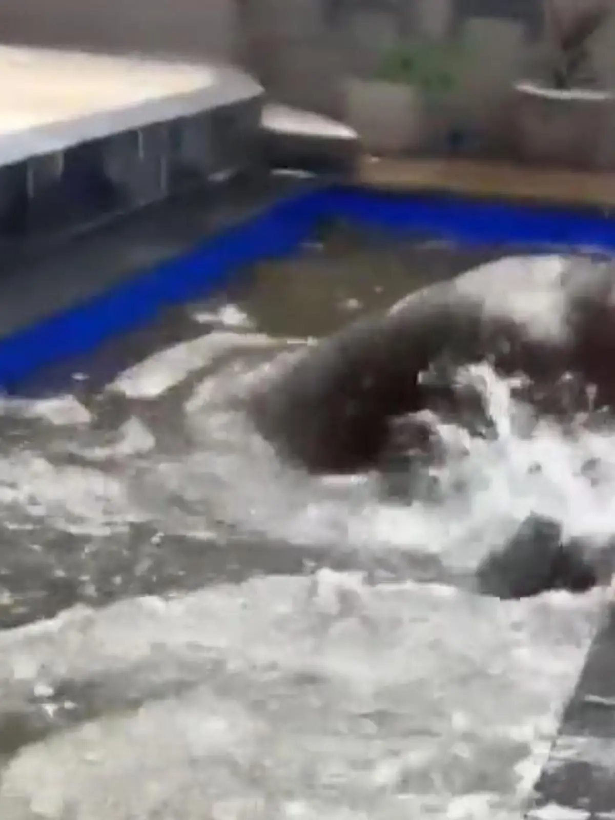 Viele Menschen wundern sich: Warum hat der tote Papst Flecken im ...