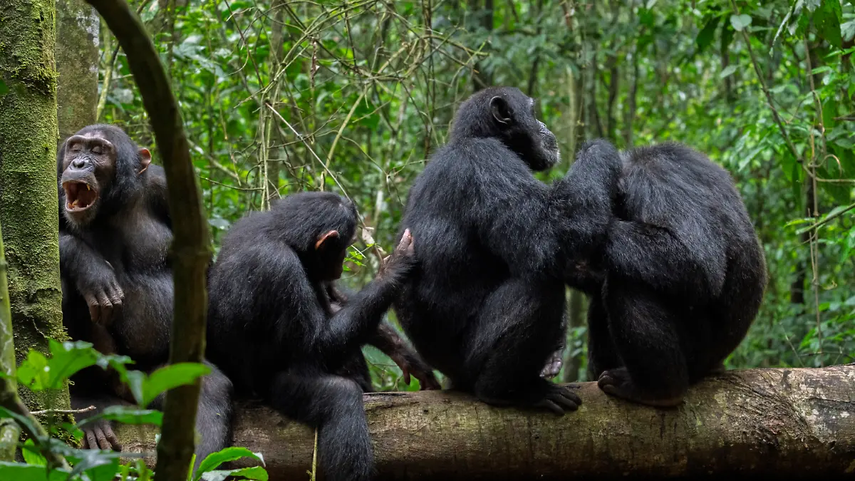 Ionen-Föhne im RTL-Test: Unser Testsieger für mehr Glanz, weniger Frizz ...