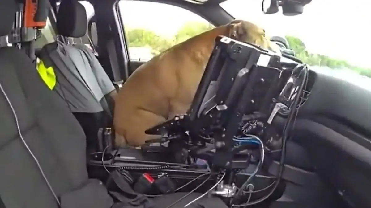 Alice Weidel im Faktencheck: War Adolf Hitler wirklich ein „Linker”?