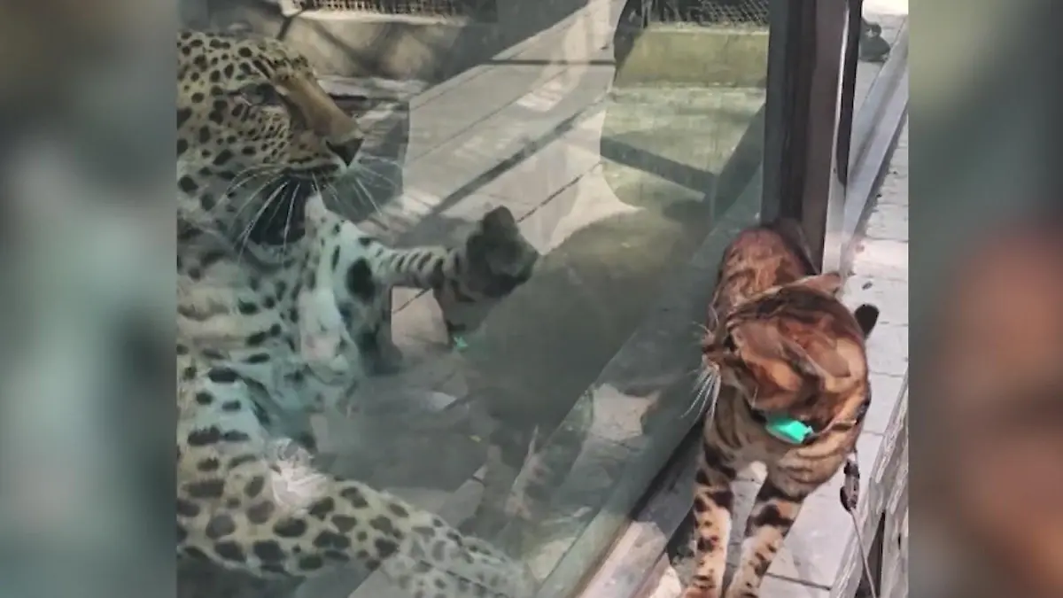 Bonnie Blue: Sex-Rekord mit 100 Männern gleichzeitig hat Folgen – Erotikmodel zeigt Verletzungen!