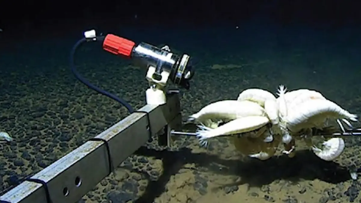 Neue Kebab-Kreation: In Hamburg gibt’s jetzt Ufo-Döner