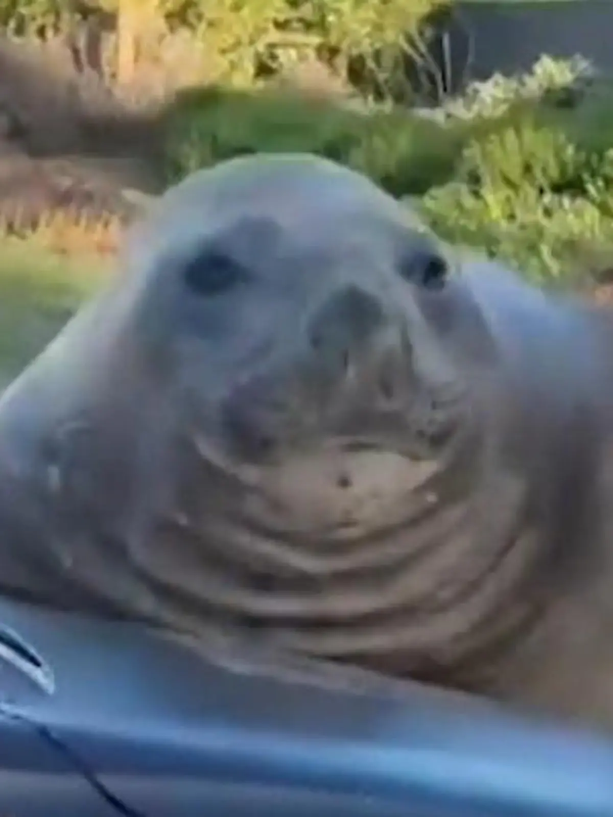 Unfassbares Ungeheuer aus der Tiefsee!: DIESE Aufnahmen eines Koloss ...