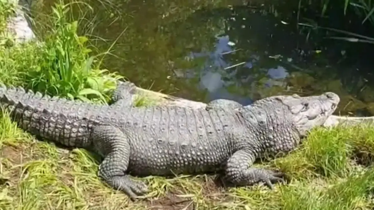Neue Kebab-Kreation: In Hamburg gibt’s jetzt Ufo-Döner