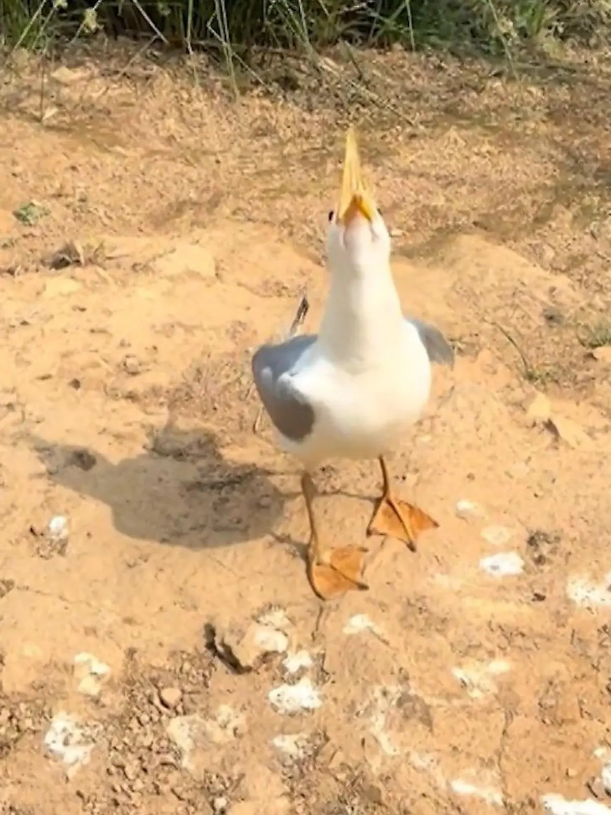 Dumbo, du bist der Größte!: Zoobesucher flippen aus! Helden-Elefant rettet Gazellenbaby aus ...