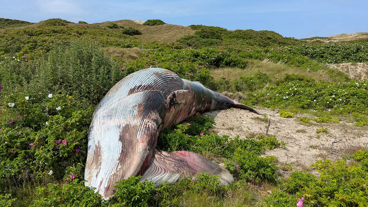 Toter Wal auf Sylt angespült – ist er in Seilen erstickt?