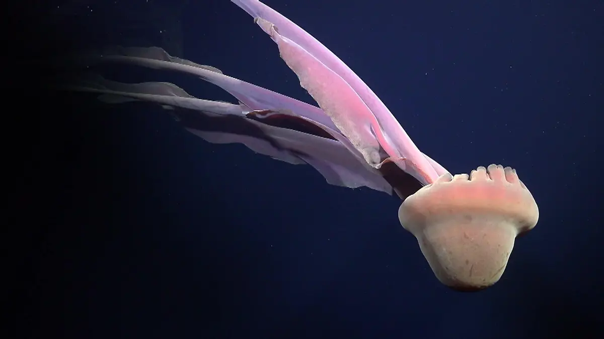 Donald Trump: US-Bischof fordert nach Papst-Bild öffentliche Entschuldigung