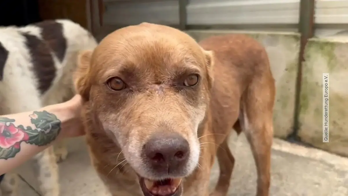 Schlagersänger Roxy begeistert mit seinen Hits