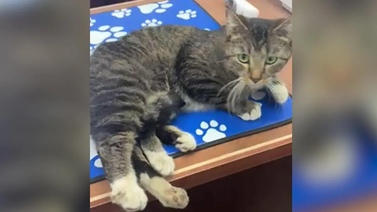 Opfer von 'Schweden-Fritzl': So erlebte Isabel Eriksson den Entführungs ...