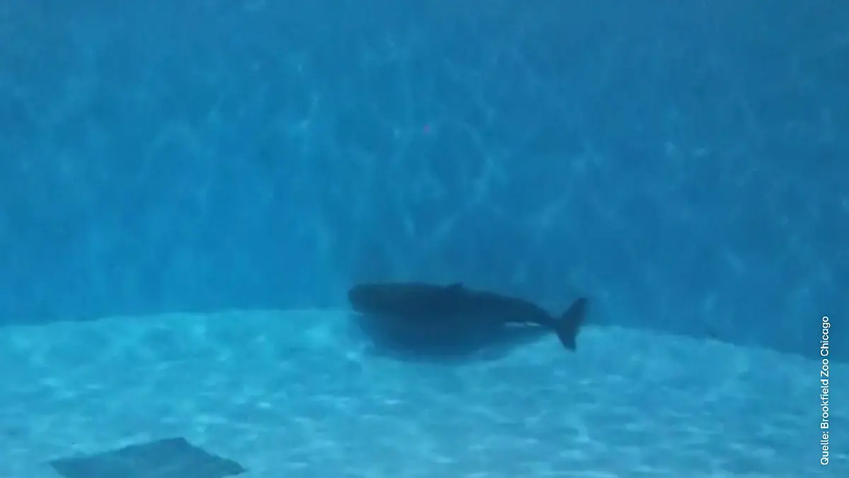 Auf der A2: Nach mehr als 100 Kilometern Verfolgungsjagd mit der Polizei – Autofahrer kracht in ...