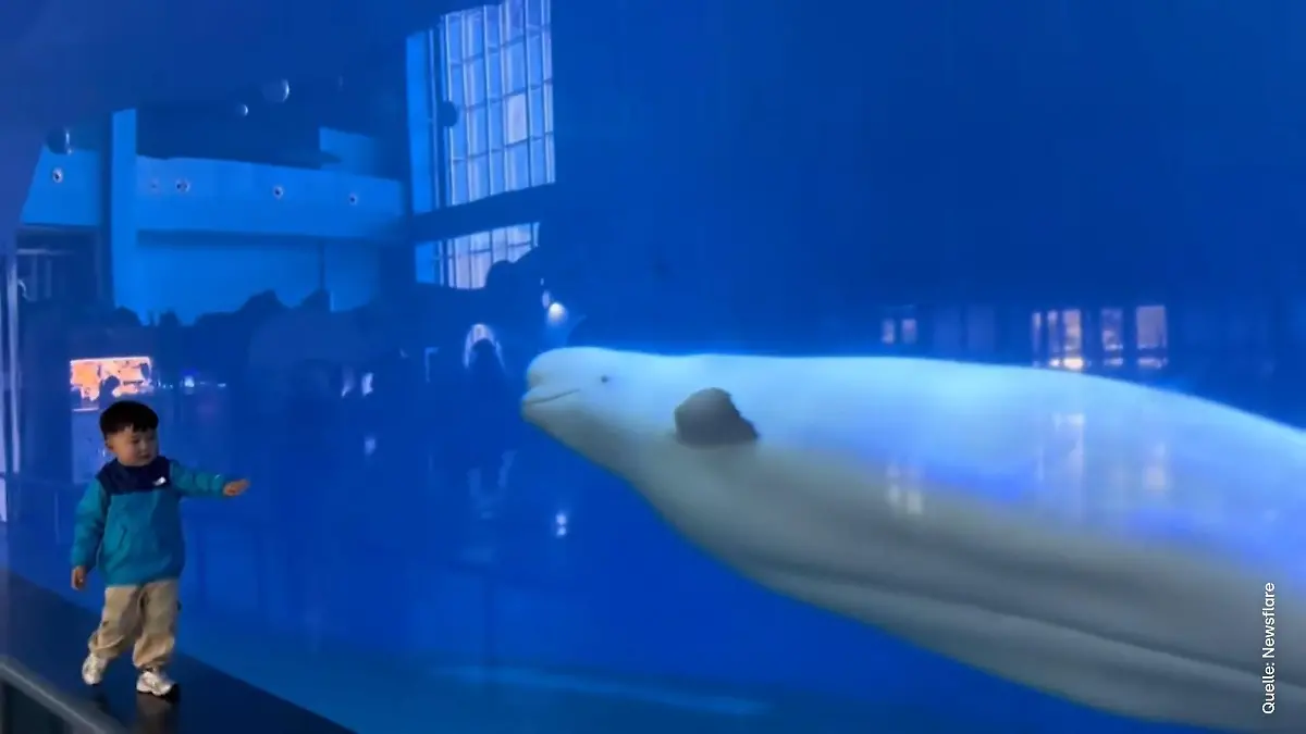 Knutscher für den Kleinen? : Wal will mit Kind spielen - das reagiert so!