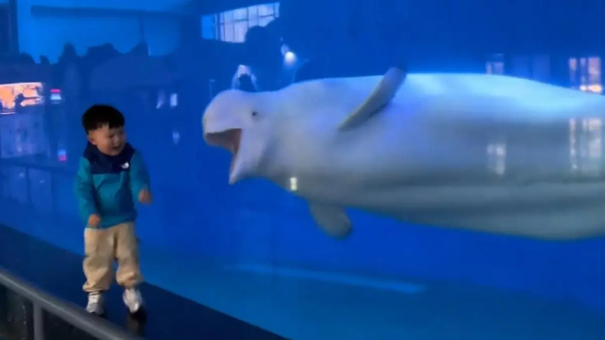 Knutscher für den Kleinen? : Wal will mit Kind spielen - das reagiert so!