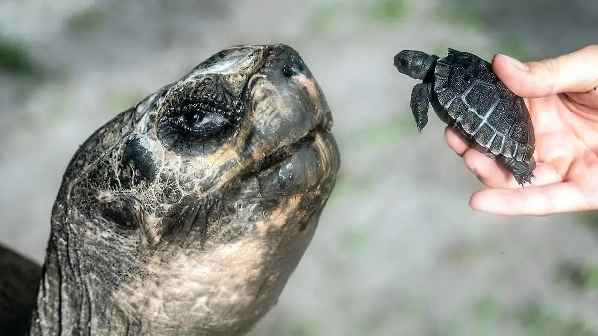 USA: Schildkröte Goliath ist zum ersten Mal Vater geworden – mit 134 ...