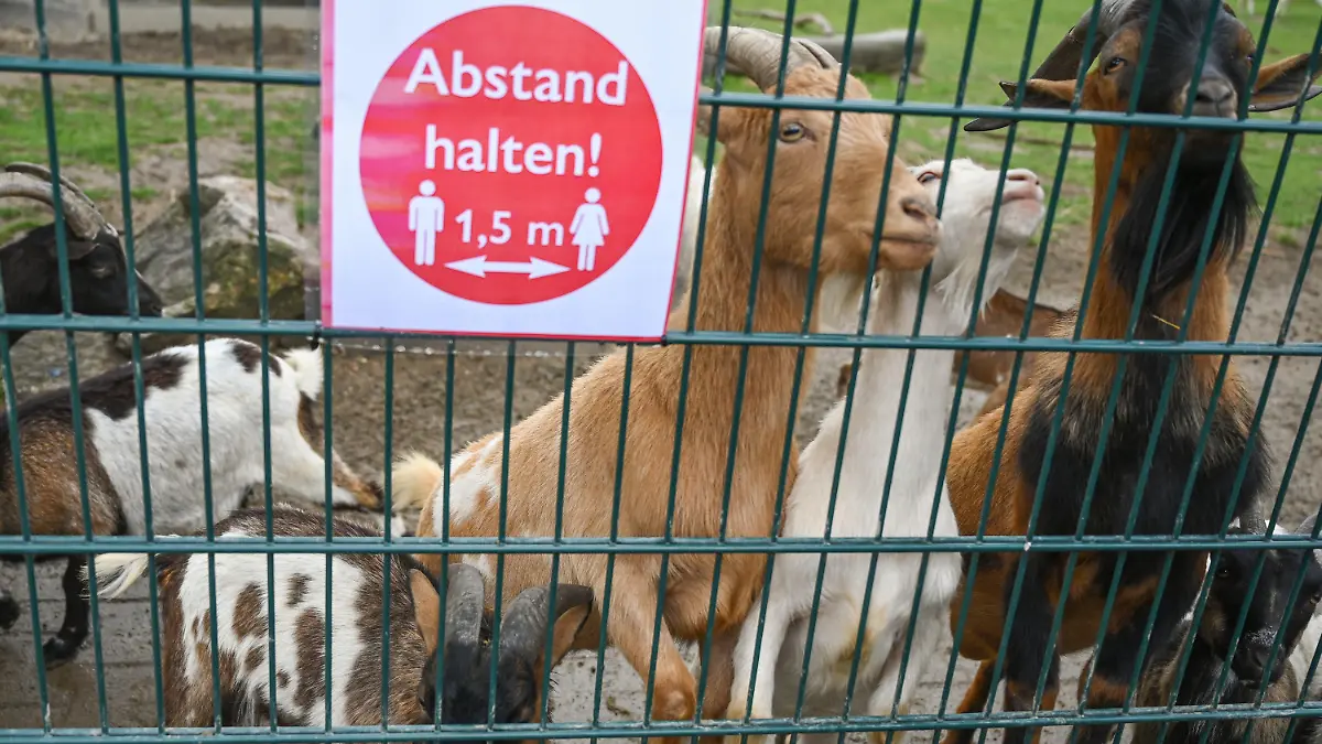Diese Regeln gelten in den wieder eröffneten Zoos