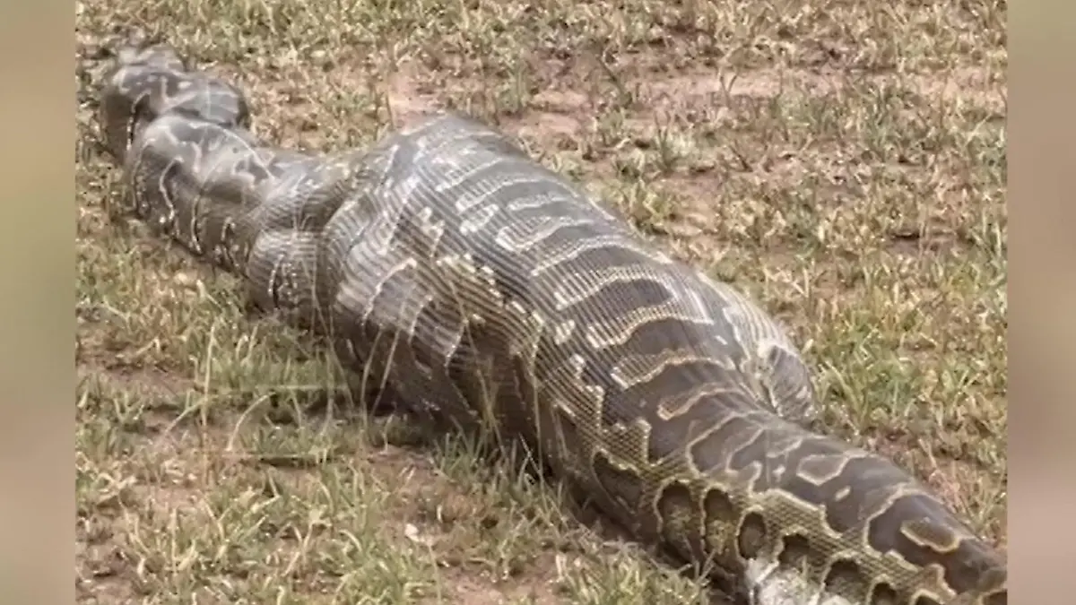 Sie kriecht definitiv nicht hungrig nach Hause: Ganz schön großer Snack ...