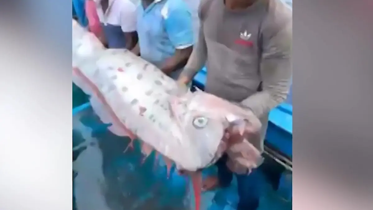 Kinderpornoplattform „Kidflix” mit 1,8 Millionen Nutzern in Darknet ...