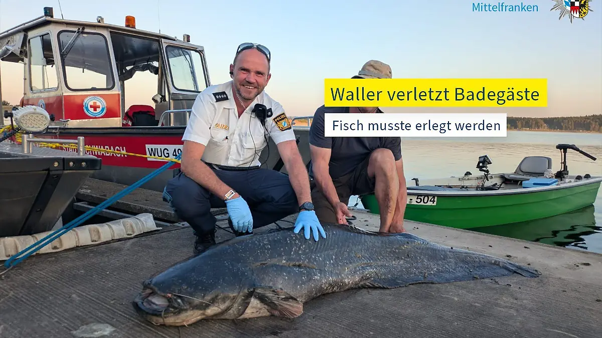 Aus Wels im Brombachsee werden jetzt Fischfrikadellen gemacht! Musste er wirklich erschossen werden?