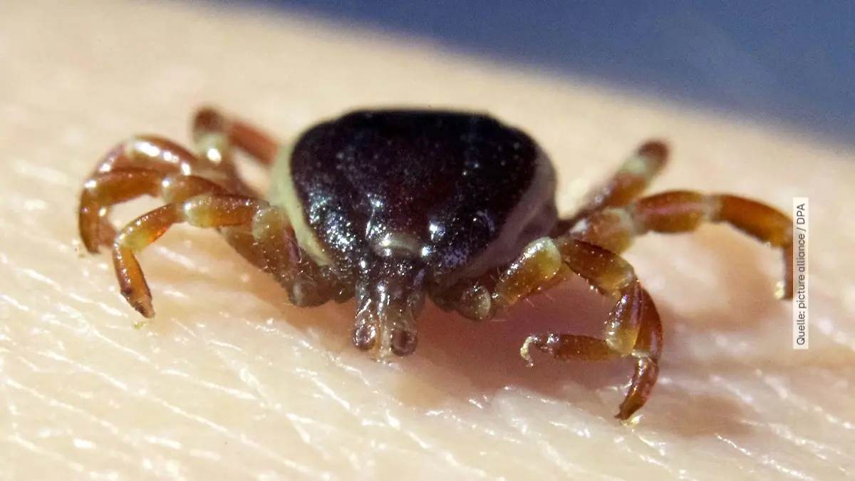 Julien Ferrat aus Mannheim: Deutscher Politiker plant Bürger-Reise in ...