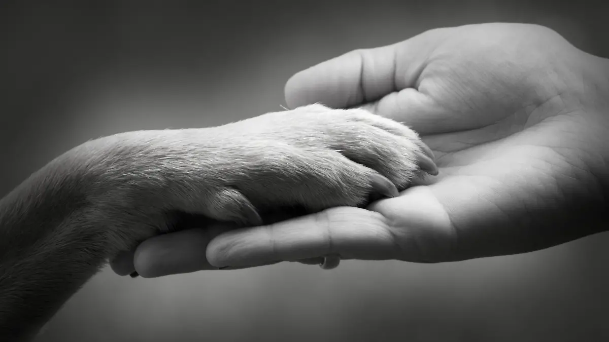 Martin Rütter trauert um Hündin Emma: Wie gehe ich mit Trauer um ein Haustier am besten um?