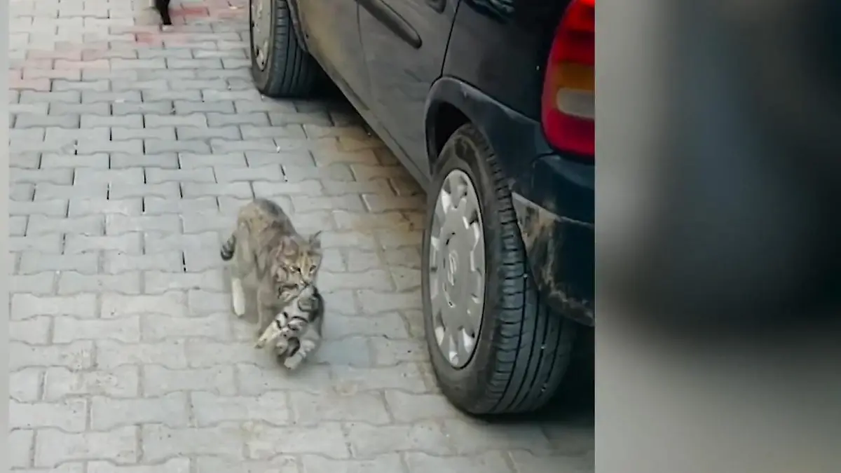 Panda-Syndrom: Kann „kein Sex” krank machen? Sexualtherapeut klärt auf