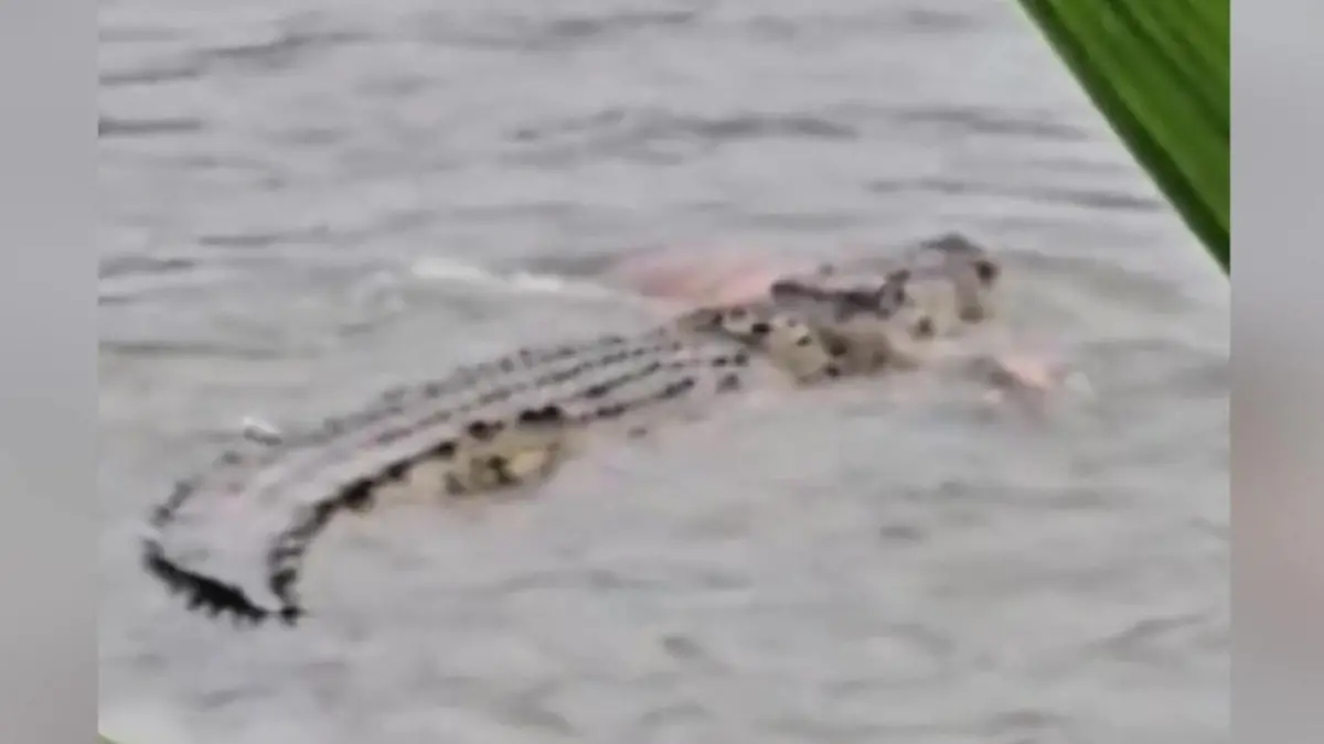 Indonesien: Krokodil reißt Wasim (80) mit – Anwohner jagen Reptil ...