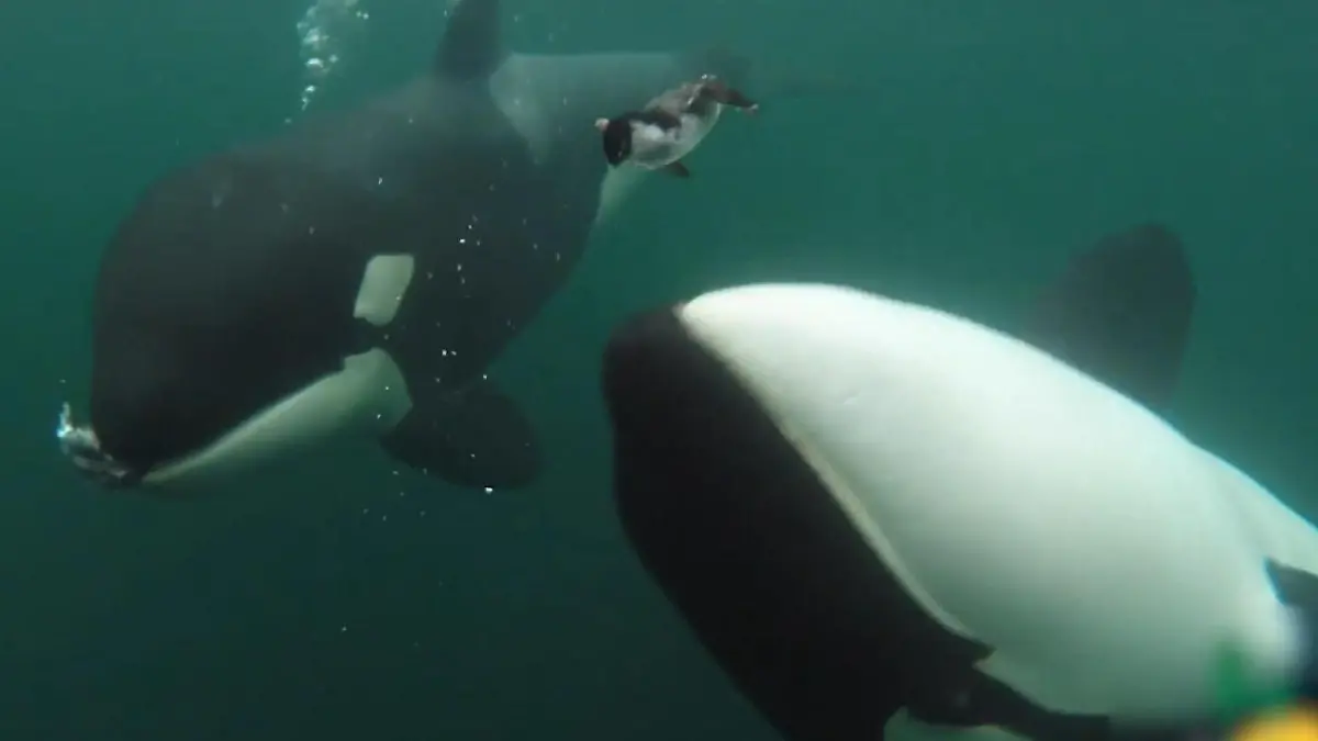 Ein Jahr nach Tod von „Cobra 11“-Star Christian Oliver: Jessica Klepser ...