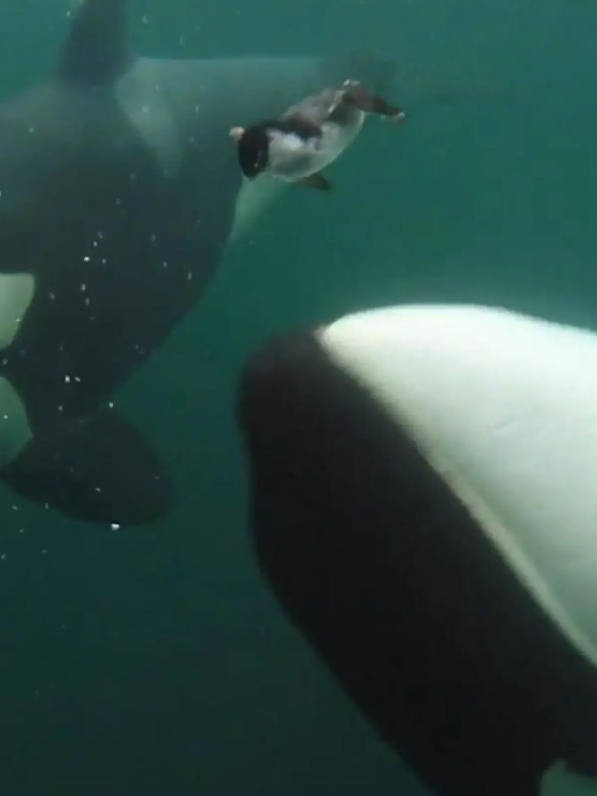 Survival-Experte klärt auf: Wie der Westerwald-Killer alleine im Wald überleben kann