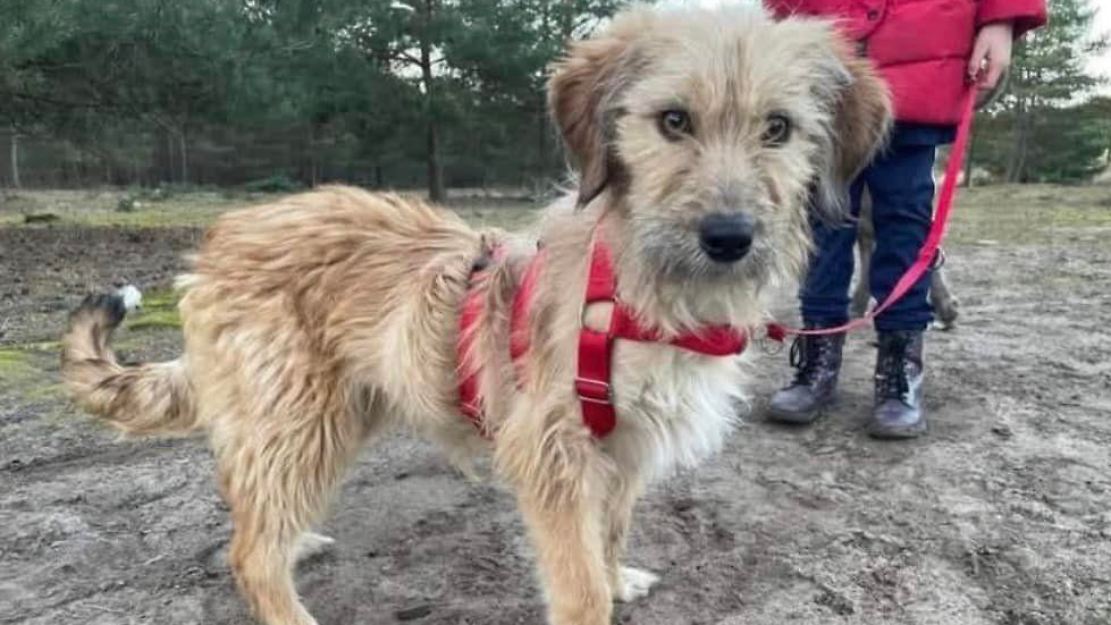 Hund Susi in Leipzig vermisst: Wer ist der Unbekannte, der sie nicht ...