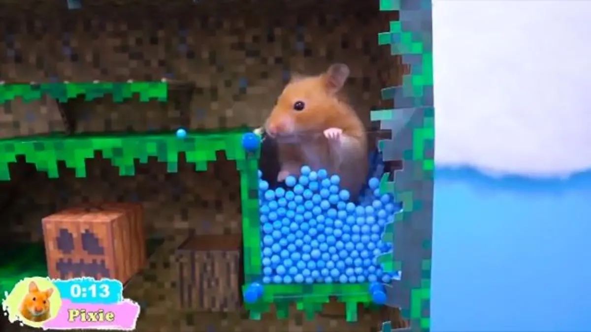 Und knackt den High Score!: Hamster spielt sich durch Super Mario-Labyrinth
