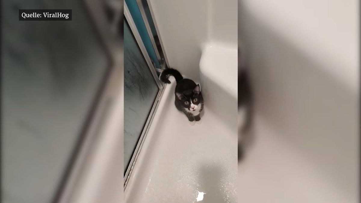 Gizmo mag's nass: Katze duscht mit ihrem Frauchen