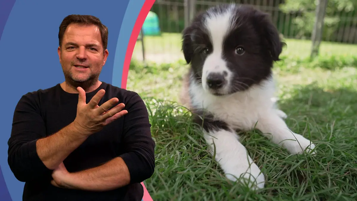 "Martin Rütter: Die Welpen kommen": Weiblich, ledig mit fünf Hunden ...