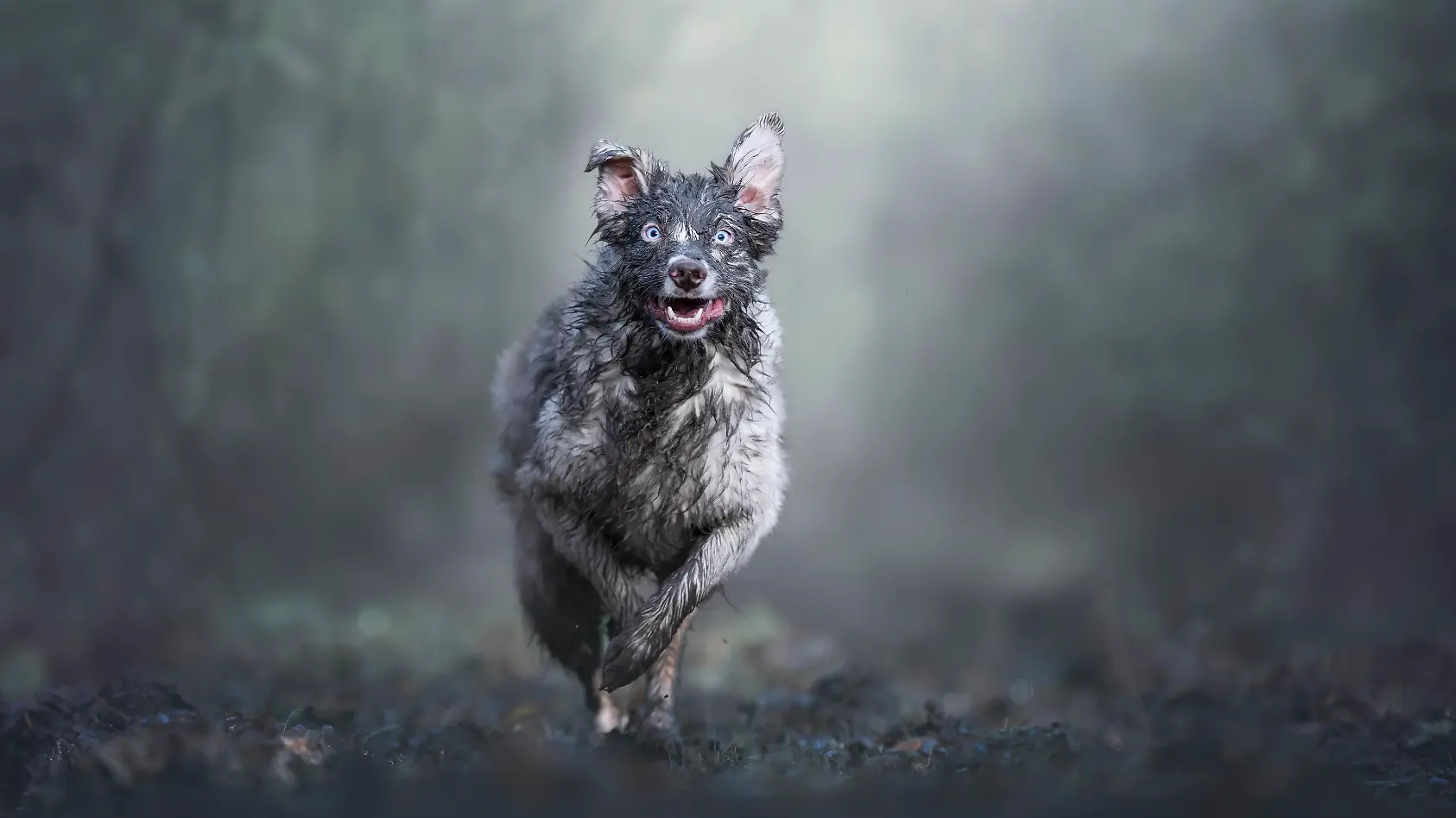 The Kennel Club: Die besten Hundefotos des Jahres 2019