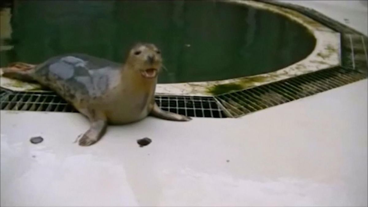 "Twinkle Twinkle Little Star": Diese Robben können bekannte Songs ...