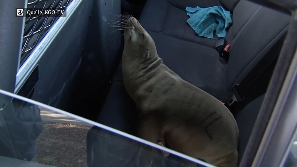 Robbe robbt auf Highway: Wie süß ist der bitte?