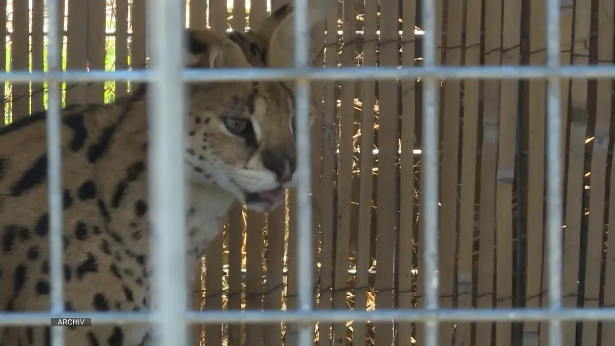 Friedrich Merz: DAS sind seine Ehefrau Charlotte und die drei Kinder ...