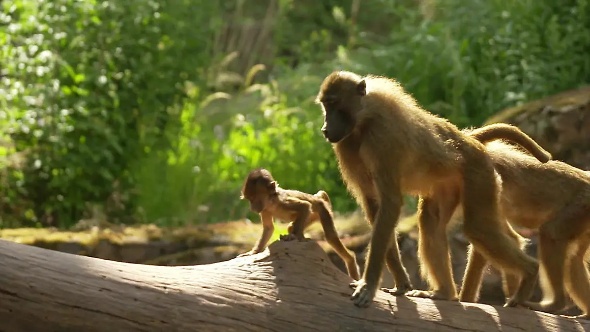 So lernte Richard Gere seine Ehefrau Alejandra Silva kennen: „Sie dachte, ich sei George Clooney!“