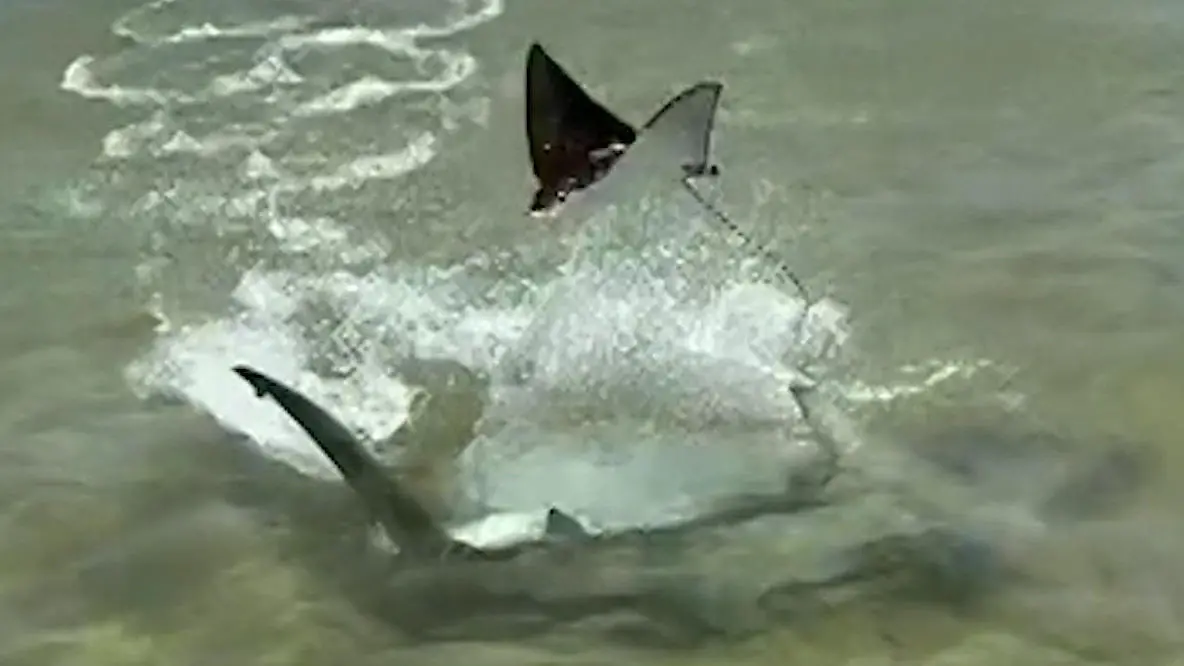 Ich werde nicht zur Beute!: Seltener Moment festgehalten! Dieser Rochen ...