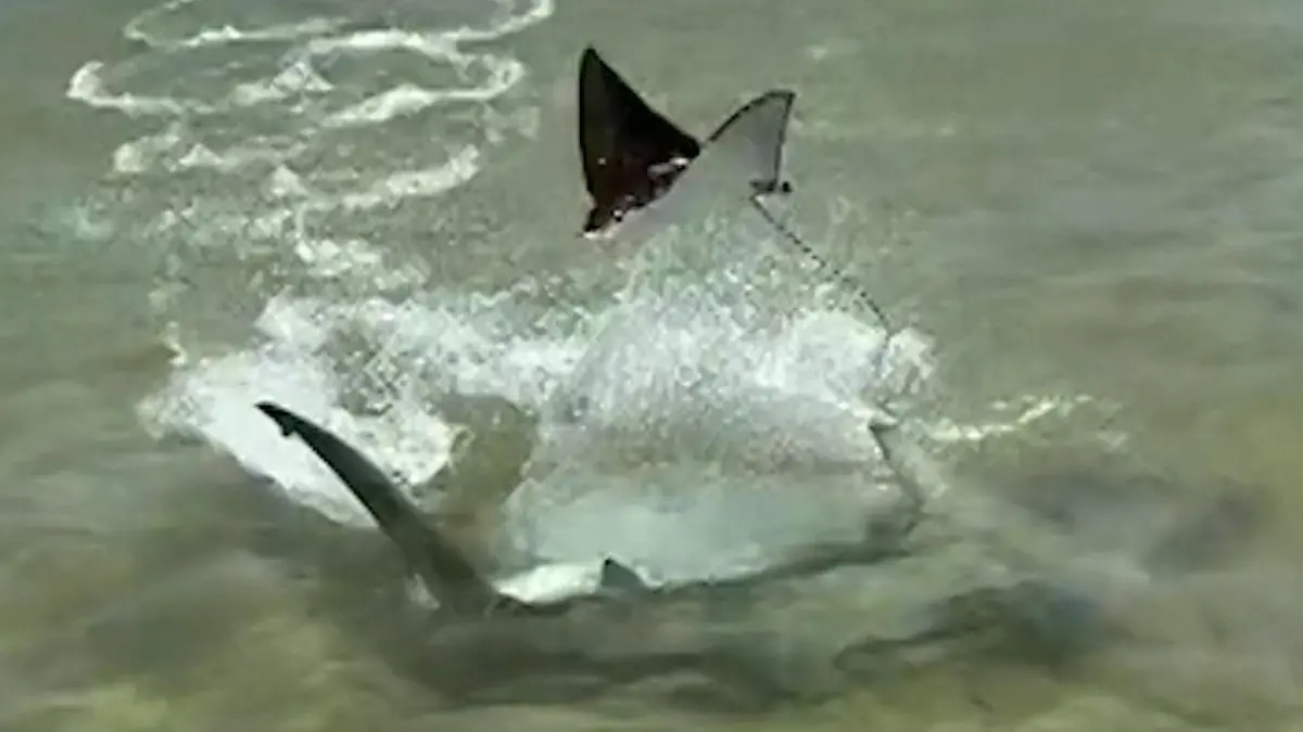 Bornheim: Polizei findet totes Ehepaar – tatverdächtiger Sohn in ...