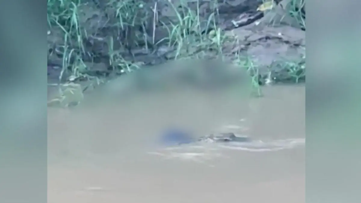 Aus Wels im Brombachsee werden jetzt Fischfrikadellen gemacht! Musste er wirklich erschossen werden?