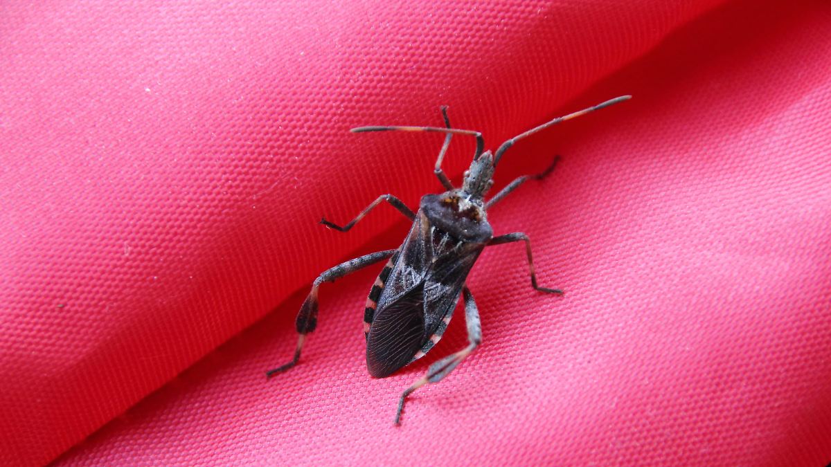 Stinkwanzen: Wie wir die stinkenden Insekten aus unseren Wohnungen ...