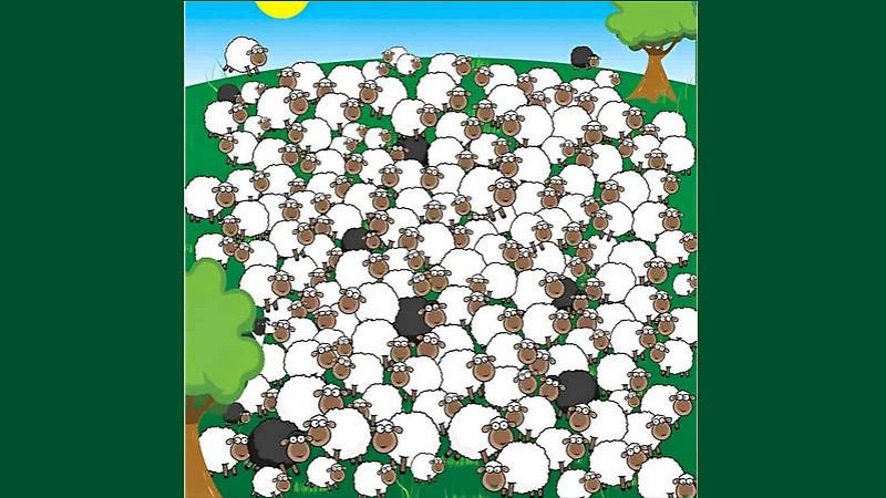 Tierisch kniffliges Suchbild! Finden Sie das schlafende Schaf in fünf ...