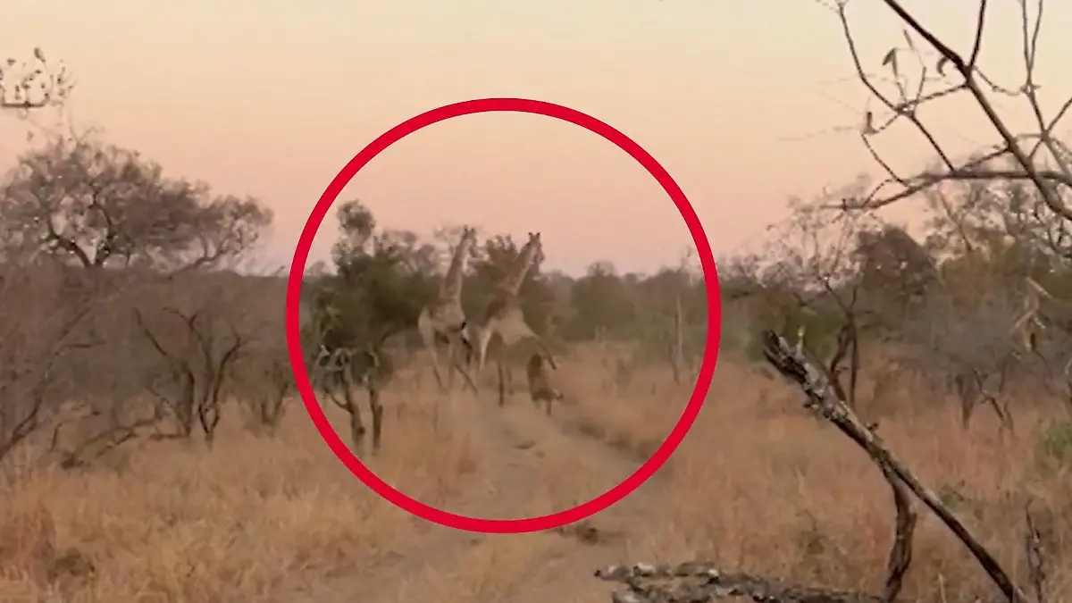 Safari mit Showeinlage: Nicht mit mir, Simba! Giraffe wehrt Löwen ...