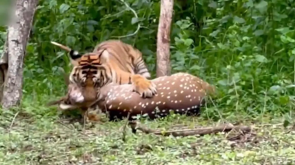 Der Stärkere gewinnt: Attacke aus dem Hinterhalt! Tiger reißt Beute ...