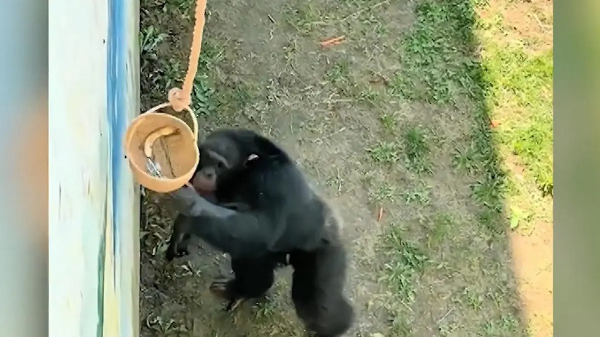 China: Zoobesucher verliert Brille im Affengehege! Affe Dongdong wird ...