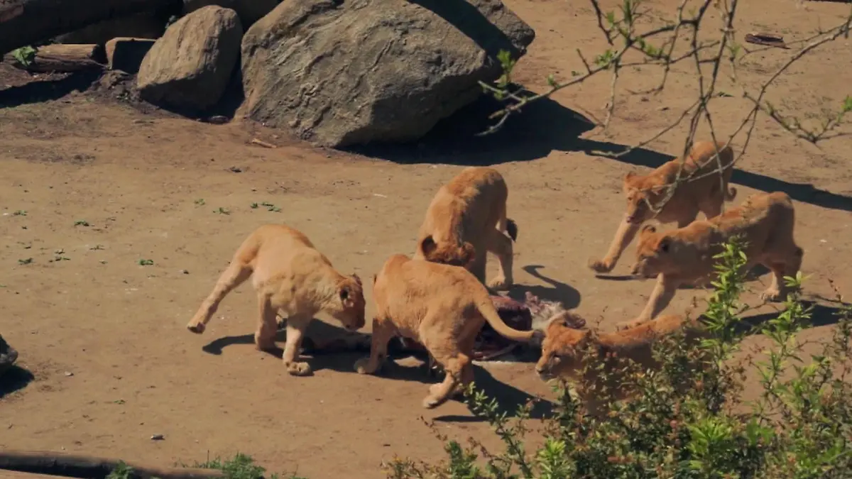 GNTM, Folge 15: Heidi Klum jagt ihre Models beim Nackt-Shooting durch den Monsun